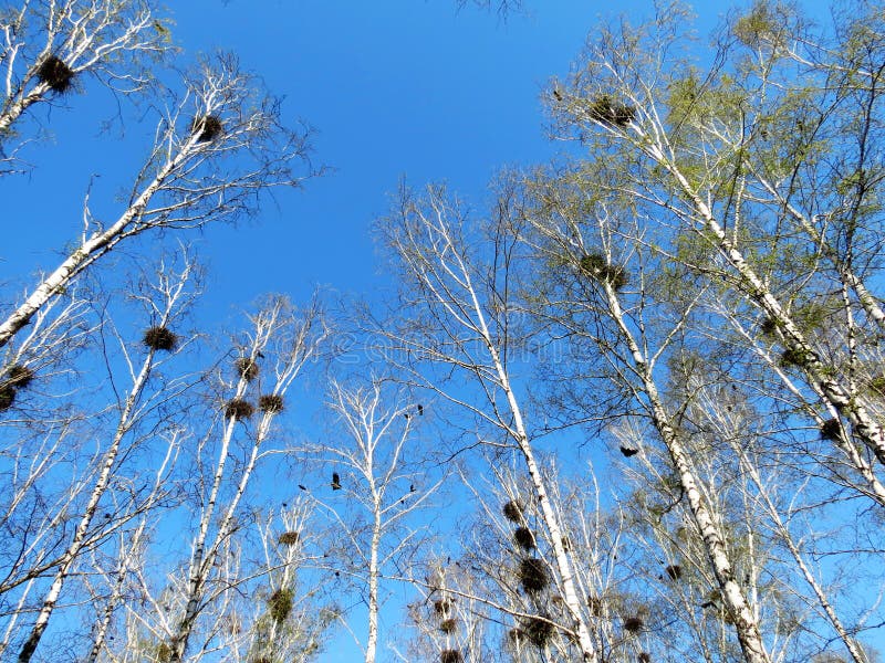 Birds of the steppes stock photo. Image of ravenous, ornithology - 49041666