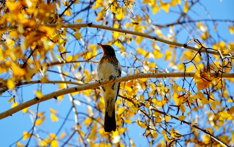 Birds of the steppes stock image. Image of black, ornithology - 50401295
