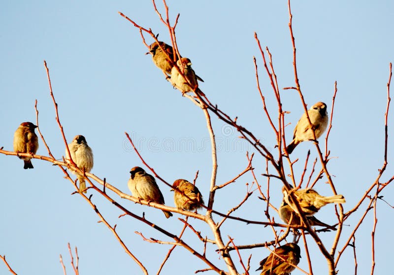 Birds of the steppes stock image. Image of birds, river - 50724847