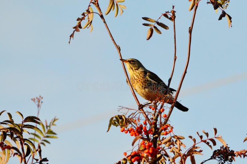 Birds of the steppes stock image. Image of marriage, fauna - 51653133