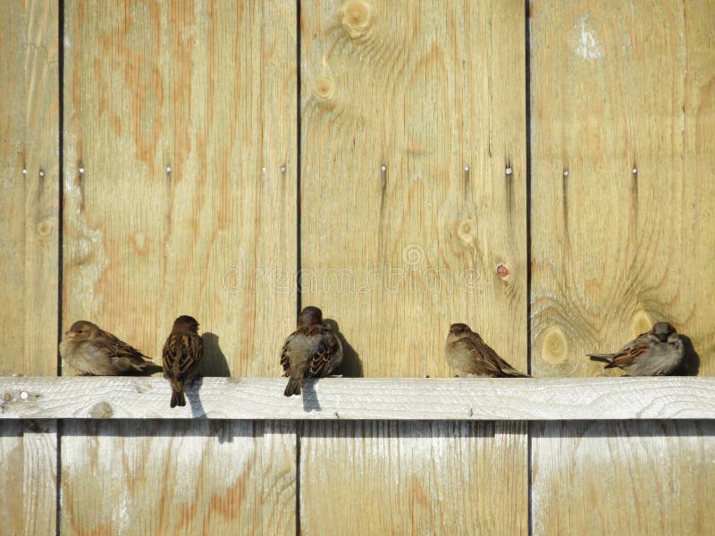 Birds of the steppes stock image. Image of flight, sail - 51692371