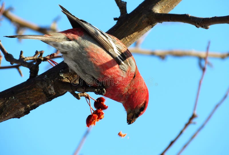 Birds of the steppes stock photo. Image of black, flora - 53724980