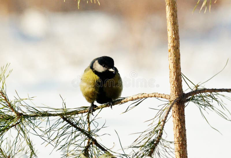 Birds of the steppes stock photo. Image of ornithology - 53931120
