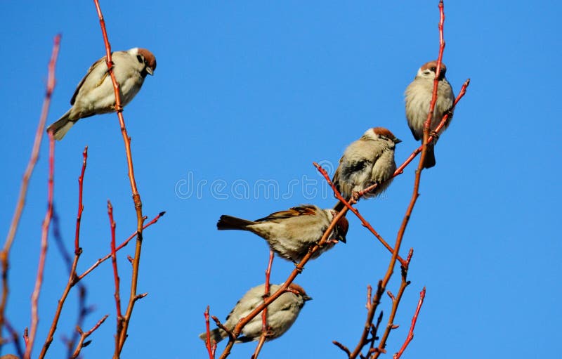 Birds of the steppes stock photo. Image of sail, autumn - 54015682