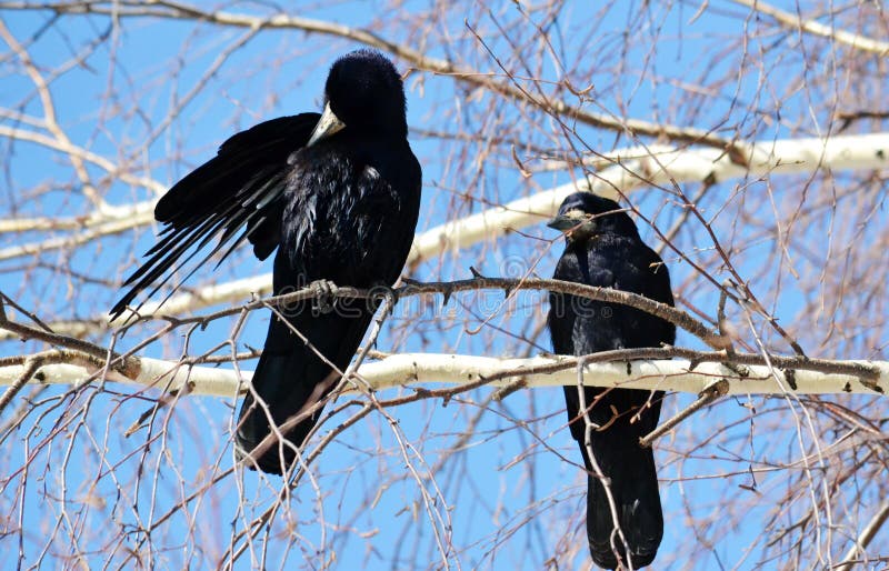 Birds of the steppes stock image. Image of jack, grouse - 54329235