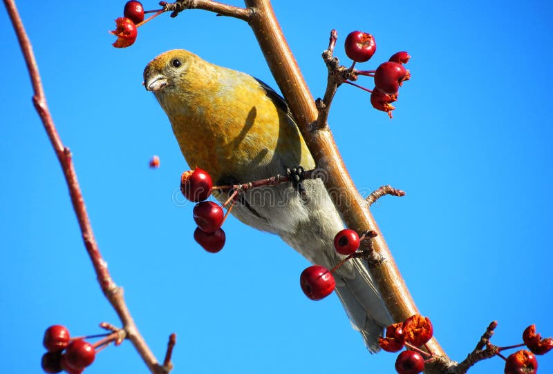 Birds of the steppes stock image. Image of autumn, kites - 54329343