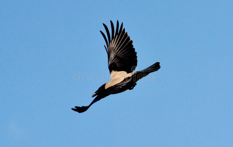 Birds of the steppes stock photo. Image of altaya, ornithology - 54487992
