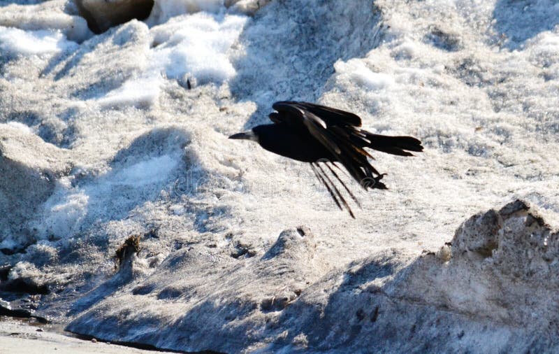 Birds of the steppes stock photo. Image of black, sail - 54487996