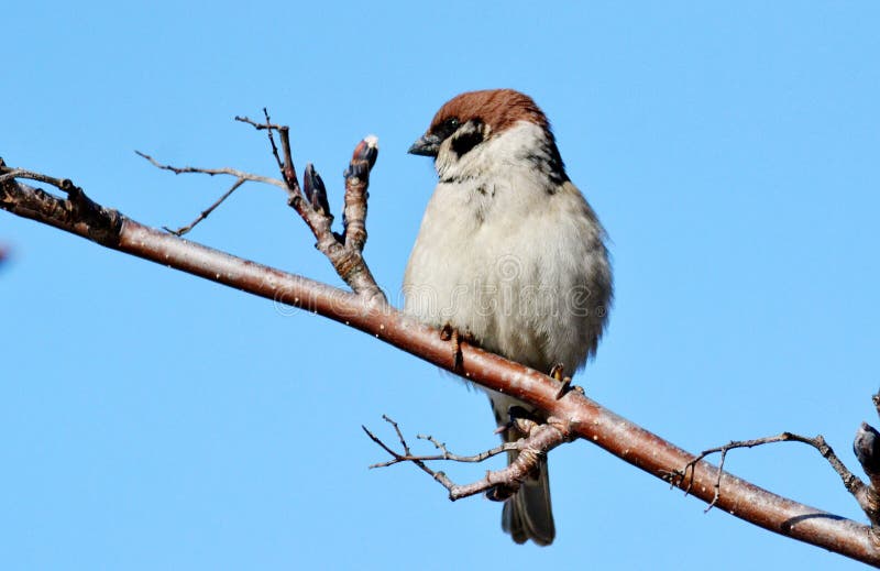 Birds of the steppes stock photo. Image of autumn, steppes - 54487998