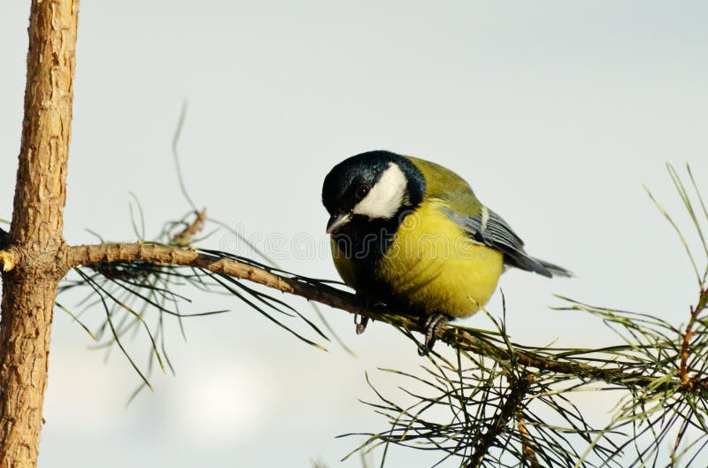 Birds of the steppes stock image. Image of springtime - 54487999