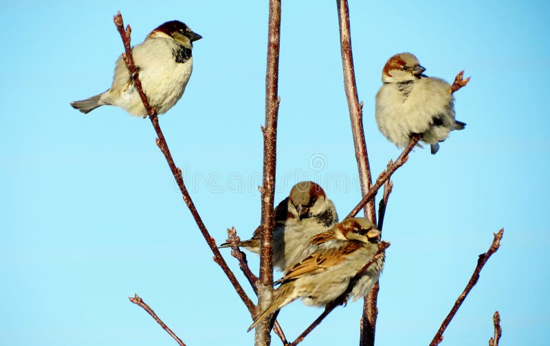 Birds of the steppes stock photo. Image of black, lake - 54488002
