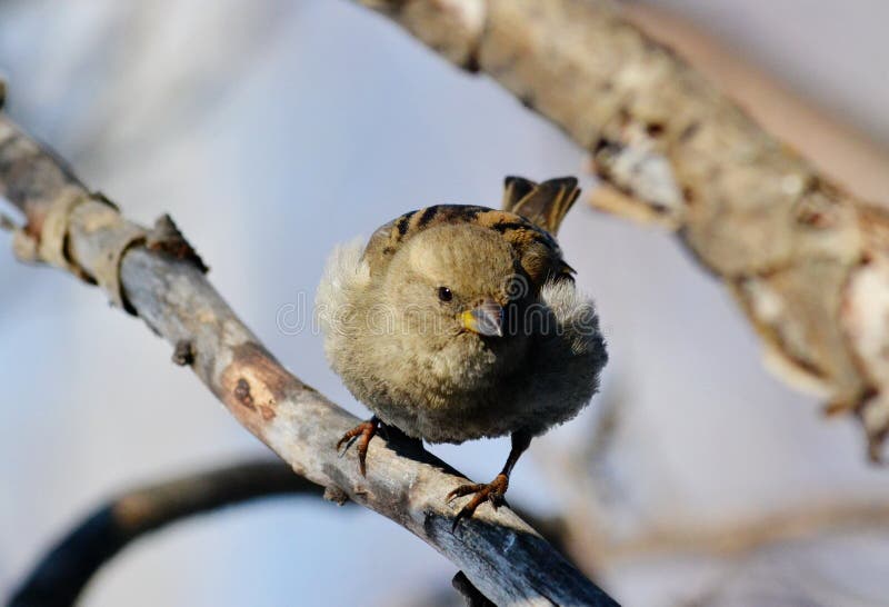 Birds of the steppes stock photo. Image of autumn, springtime - 54655502