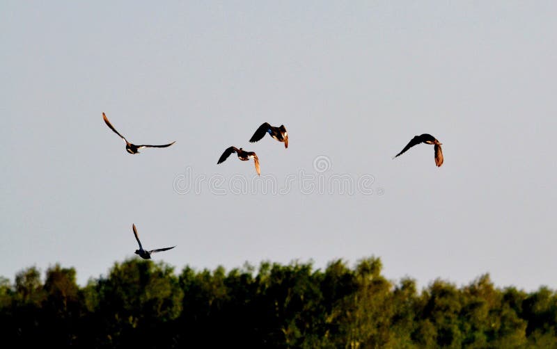 Birds of the steppes stock photo. Image of duplication - 54655510