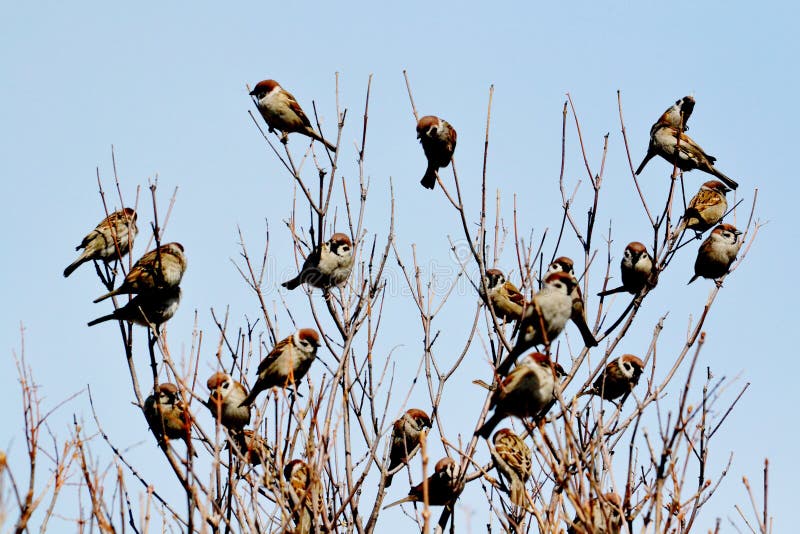 Birds of the steppes stock photo. Image of nature, altaya - 55134900