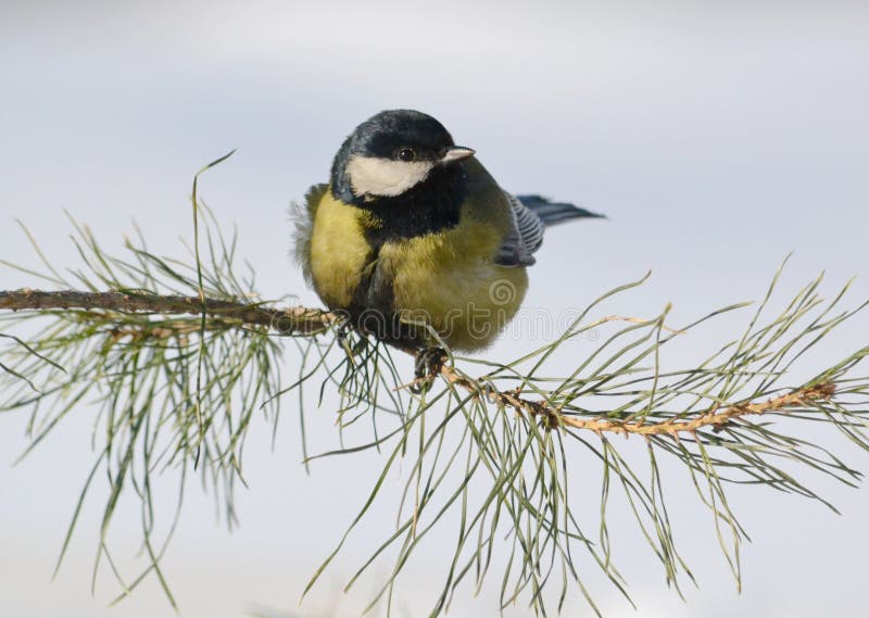 Birds of the steppes stock image. Image of jack, flora - 55536063