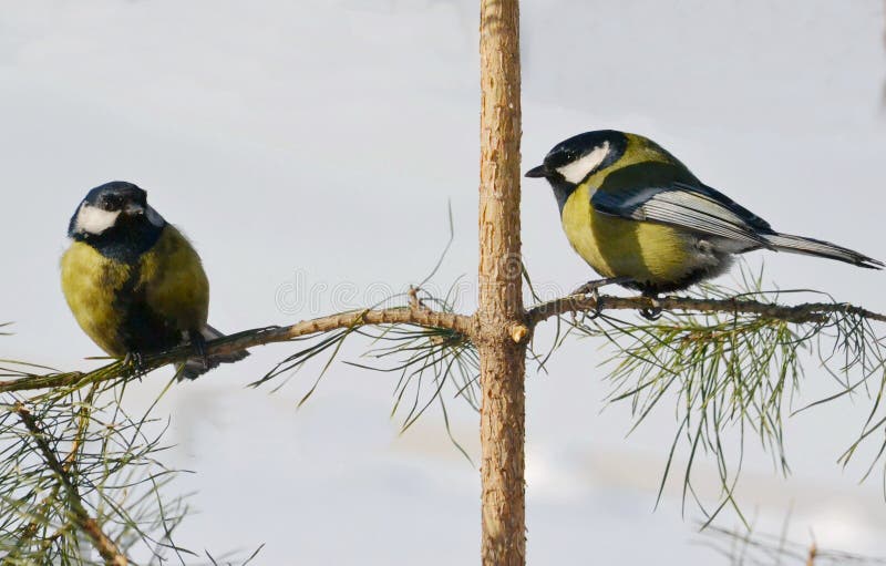 Birds of the steppes stock image. Image of kites, marriage - 55536065