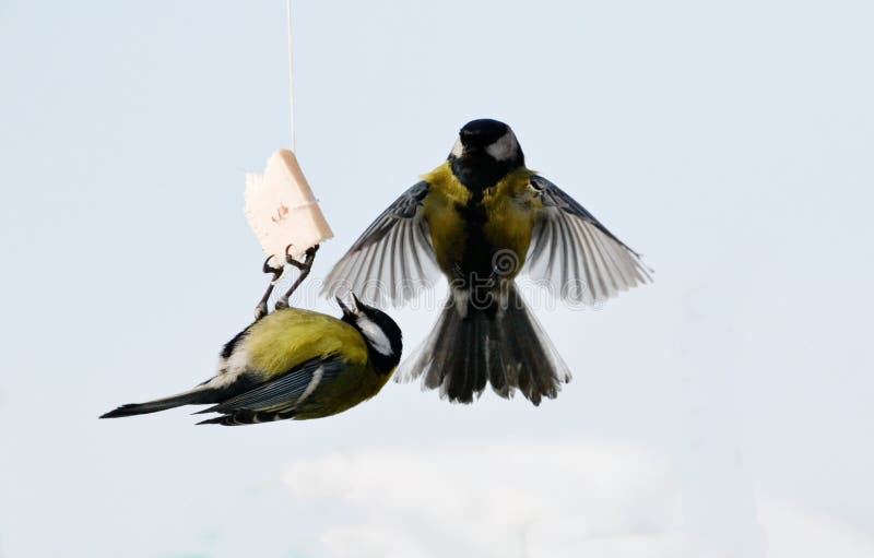 Birds of the steppes stock image. Image of amount, crane - 55536079