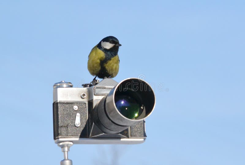 Birds of the steppes stock photo. Image of steppe, ornithology - 55831728