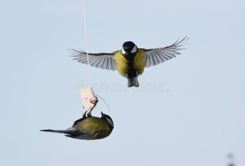 Birds of the steppes stock photo. Image of grouse, steppe - 55831742