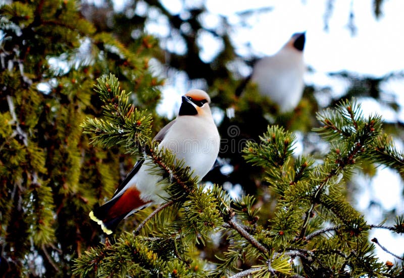 Birds of the steppes stock image. Image of dove, nature - 56405215