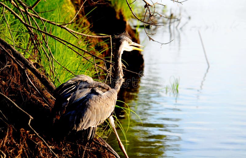 Birds of the steppes stock photo. Image of crane, springtime - 58729848