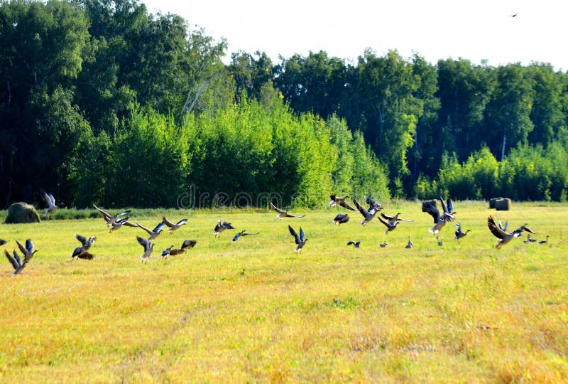 Birds of the steppes stock image. Image of ravenous, dove - 58729861