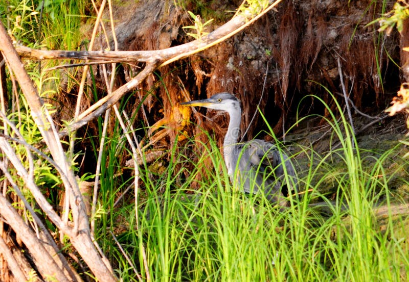 Birds of the steppes stock image. Image of lake, rooks - 58729973