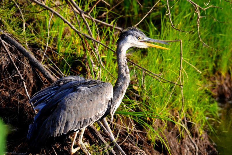 Birds of the steppes stock image. Image of steppe, fauna - 58729981