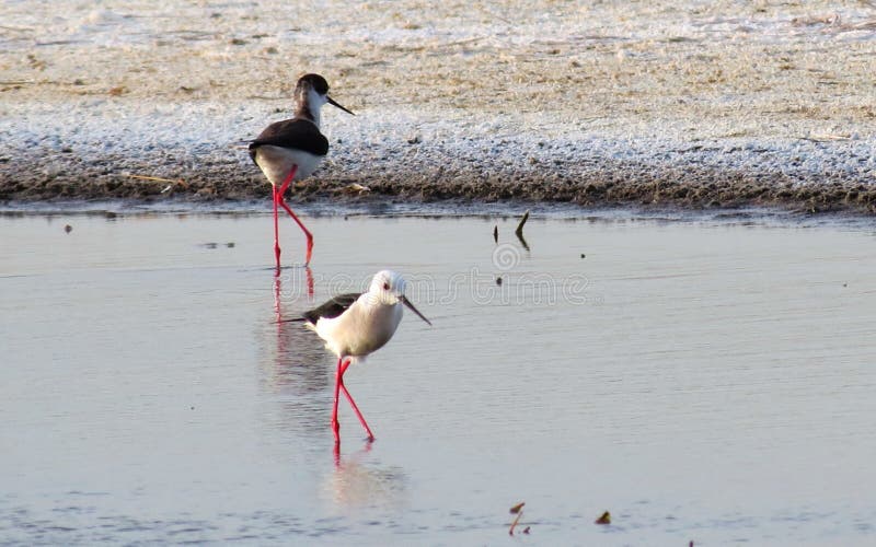 Birds of the steppes stock photo. Image of summer, fauna - 49041658