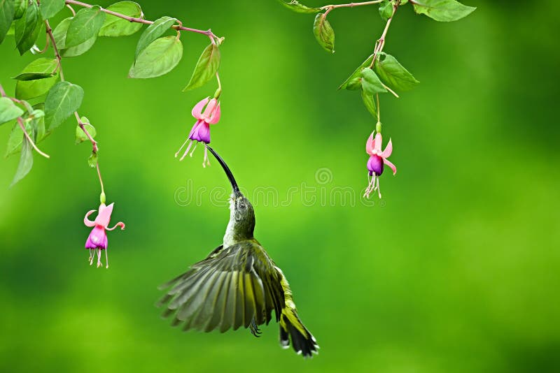 Birds are Sucking Flower Nectar Stock Image - Image of animal ...