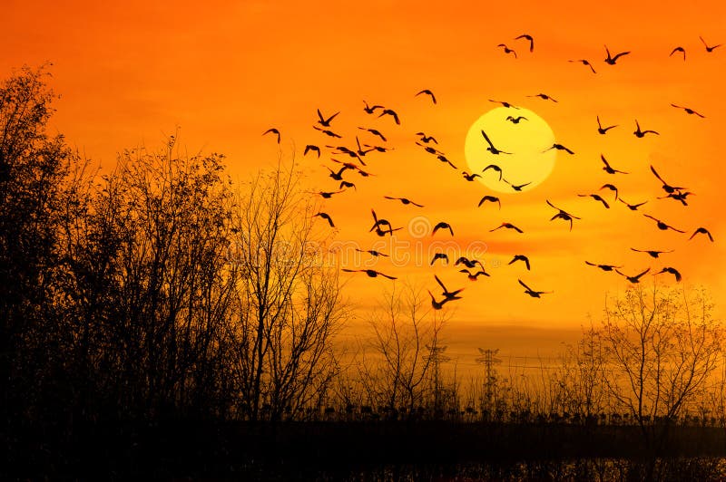 Birds and sun stock image. Image of animal, dynamic, blue - 6467101