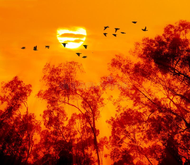 Birds and sun stock image. Image of animal, dynamic, blue - 6467101