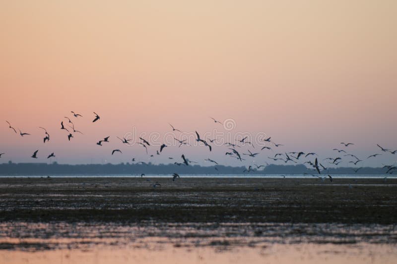 Birds at Sunrise stock photo. Image of nature, summer - 22808894