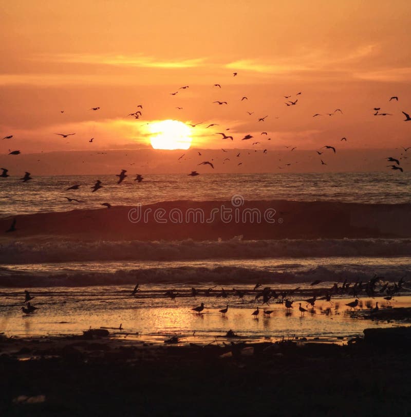 Birds Sunset Sea Beach Look Nature Stock Image - Image of horizon ...