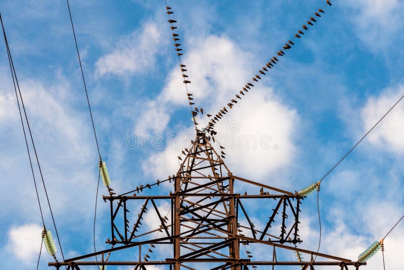 Birds Support Transmission Lines Stock Photos - Free & Royalty-Free ...