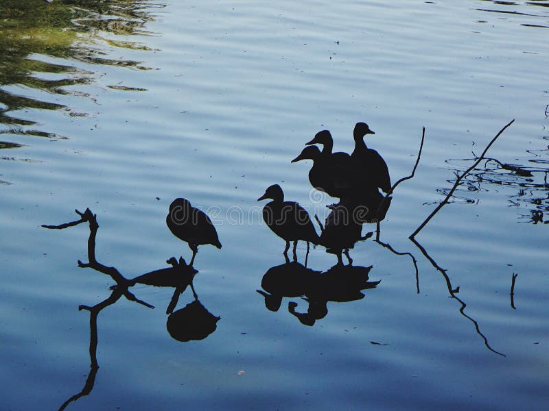 Birds in a swamp stock photo. Image of practicing, beach - 165314586