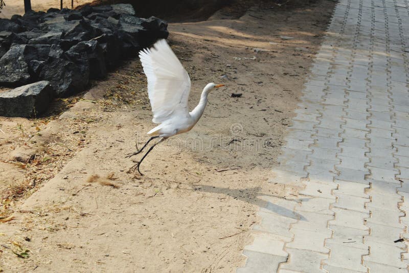 Birds takeoff stock image. Image of taking, birds, takeoff - 88696579