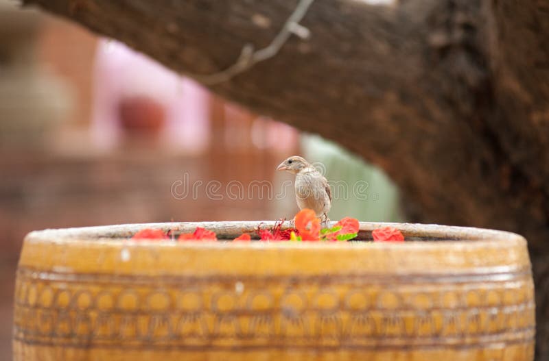 Birds Taking a Bath stock image. Image of birding, colourful - 66120519