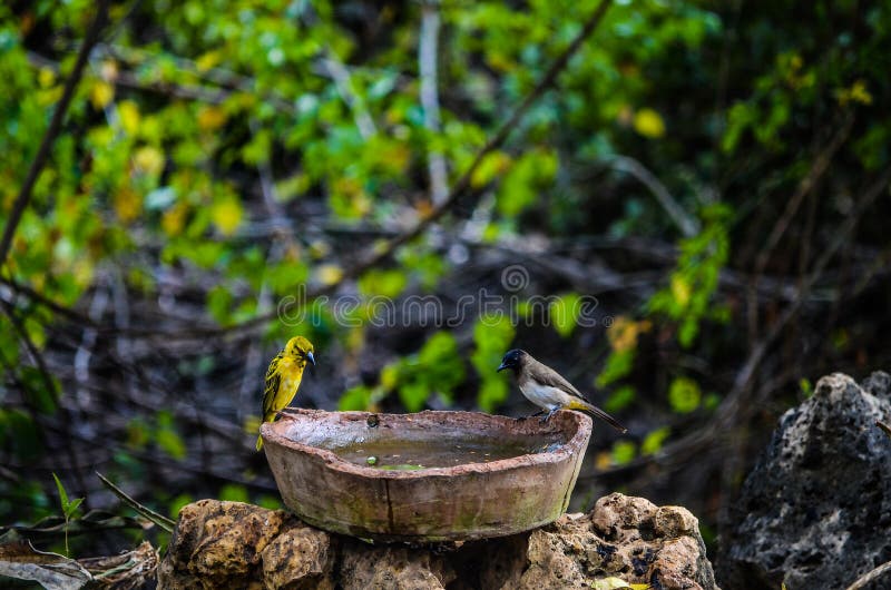 Birds taking a bath stock image. Image of colorful, africa - 67495375