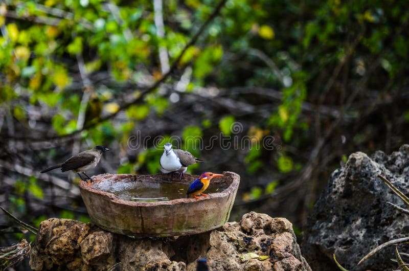 Flying birds in blue sky stock photo. Image of animals - 26546754