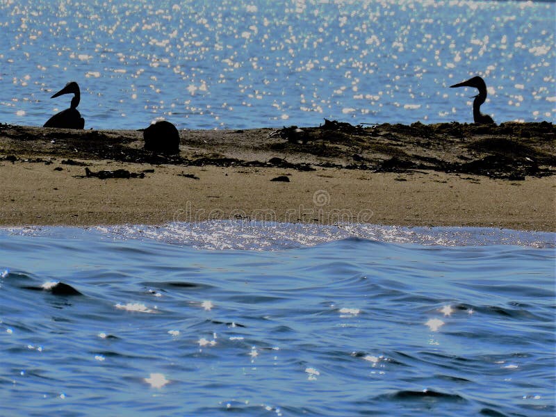Birds stock image. Image of birds, break, ocean, bluewater - 94108749