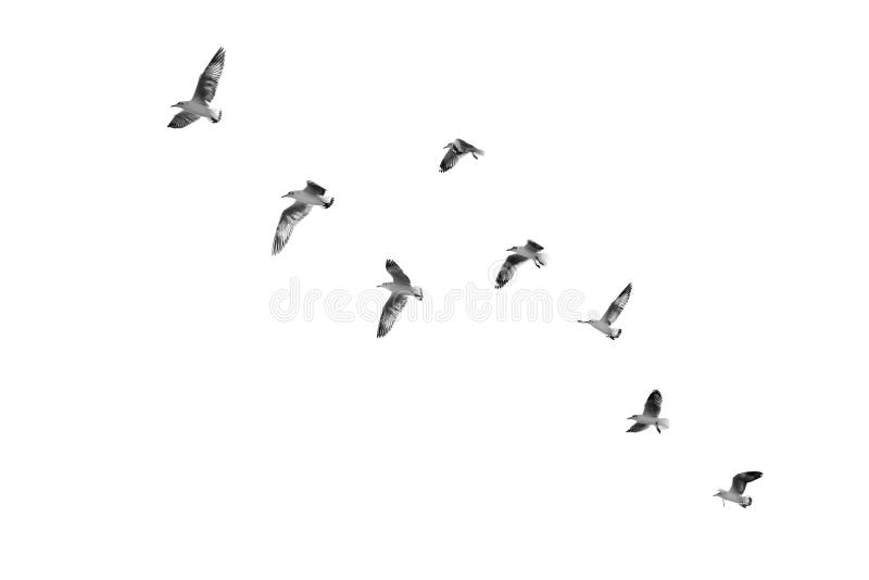 Bird Taking Off To Clear Sky B&w Stock Photo - Image of peace, design ...