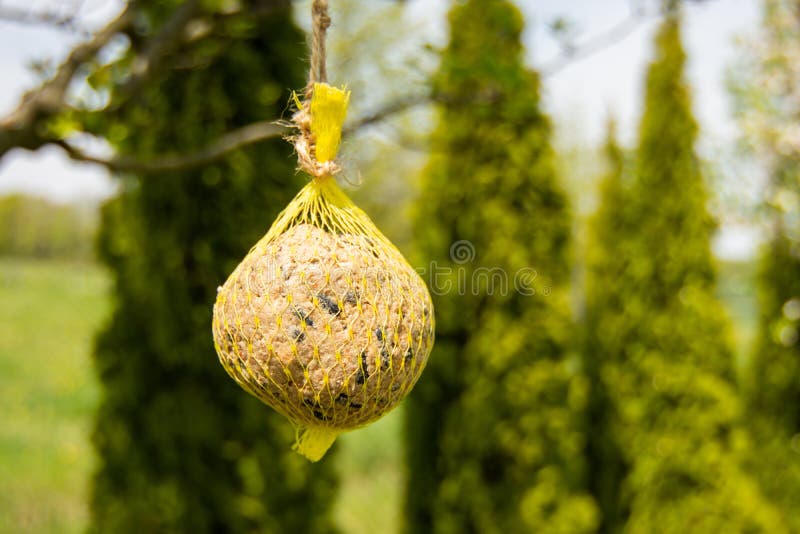 Birds Tallow Ball in Garden. Close-up. Stock Image - Image of healthy ...