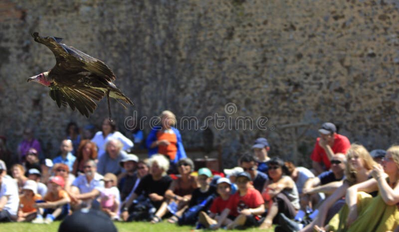 Birds taming show editorial image. Image of tame, fast - 14882975