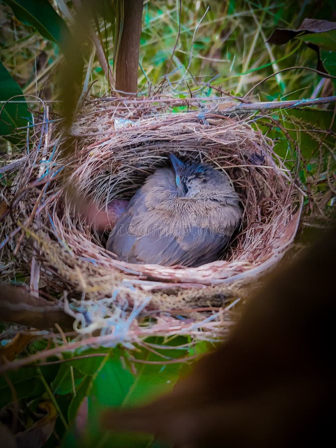 Birds in their nests stock image. Image of nests, birds - 223641145