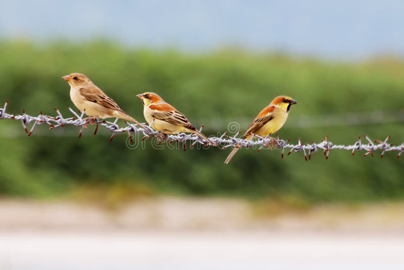 Birds Three Perched on the Barb Stock Image - Image of bird, passer ...