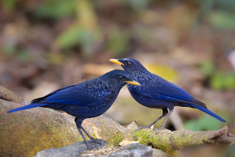 Birds together stock image. Image of mouth, caeruleus - 59617921
