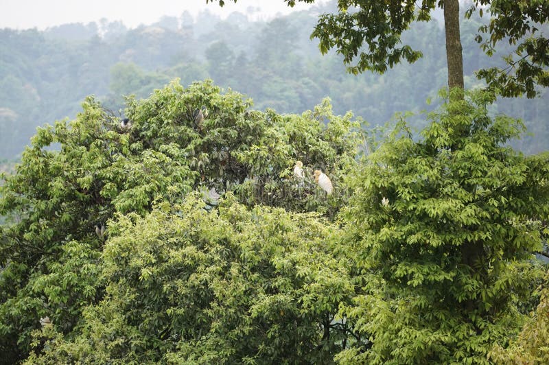 Birds stock image. Image of trees, peace, birds, relax - 212261503