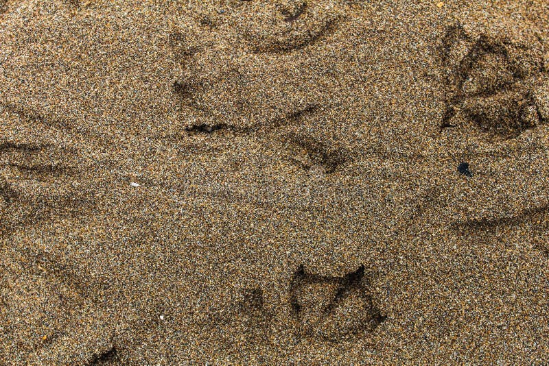Birds Tracks in the Sand Trace Sandy Vacation Stock Photo - Image of ...