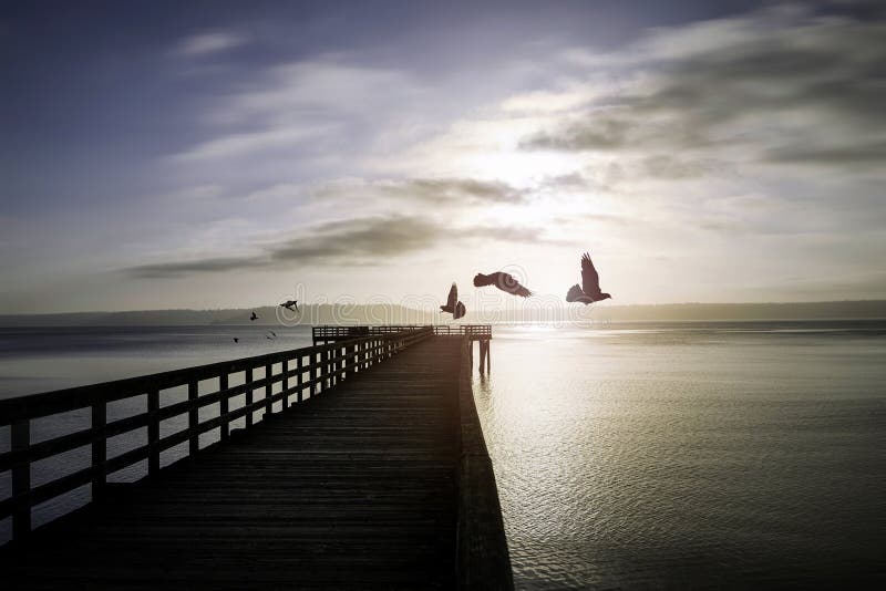 Birds at Tramp Harbor stock image. Image of seagull - 171595237